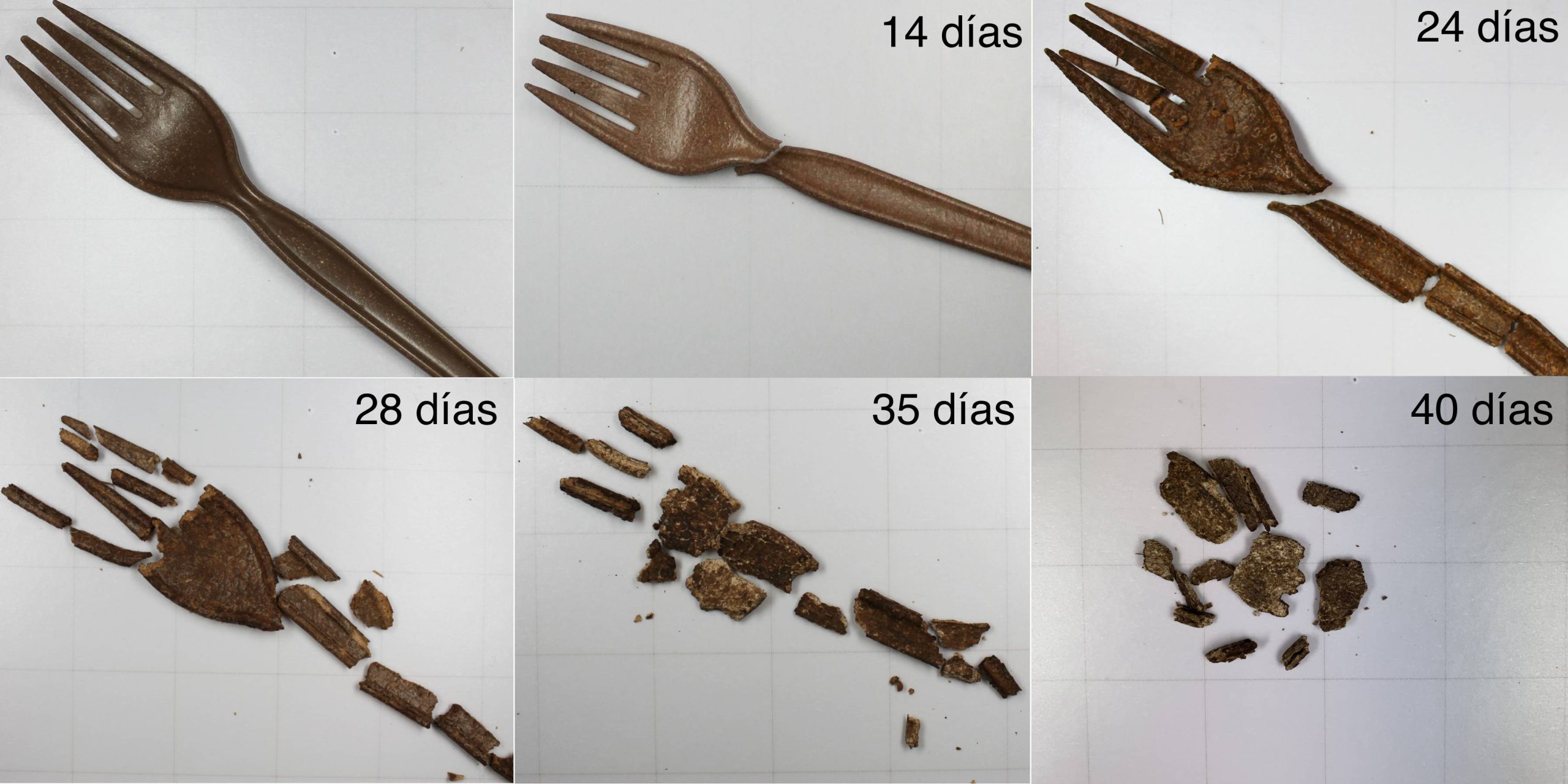 «La biodegradación de los plásticos: ¿qué sabemos sobre este proceso y ...